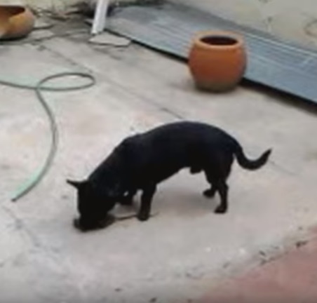 Mi perro caza ratones… tiene riesgo de envenenarse? – marianorinaldi.com