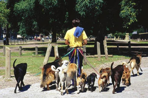 Los paseadores de perros son esenciales – marianorinaldi.com