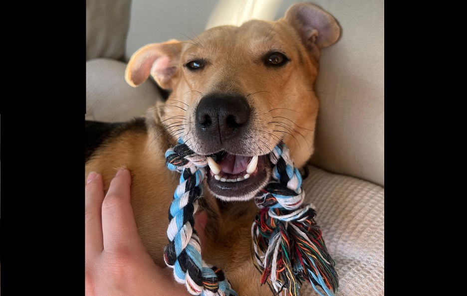 «Sancho»: un petiso bravo. – marianorinaldi.com